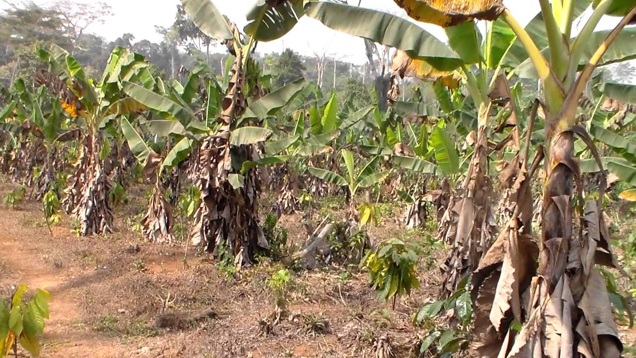 Culture Du Plantain Au Cameroun – HSIWA