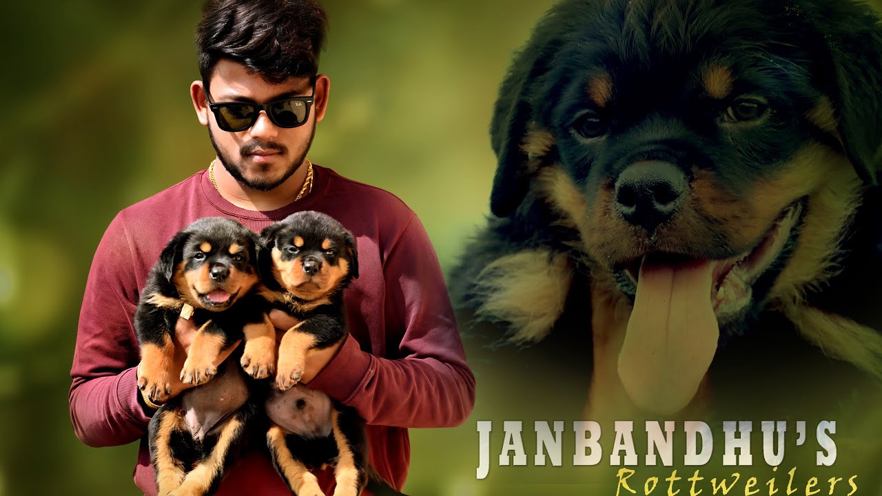 Rottweiler Dog Kennel In Maharashtra India 🇮🇳 - YouTube