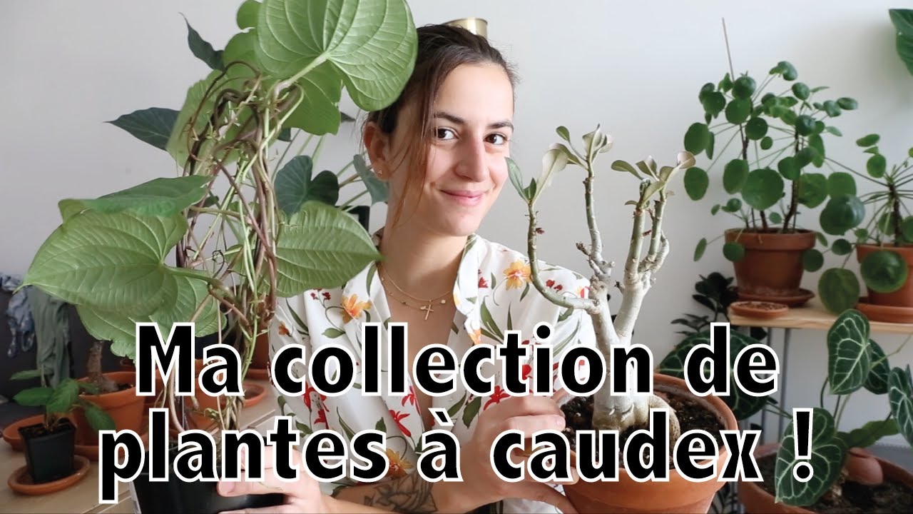 Toute ma collection de caudex au complet ! - YouTube