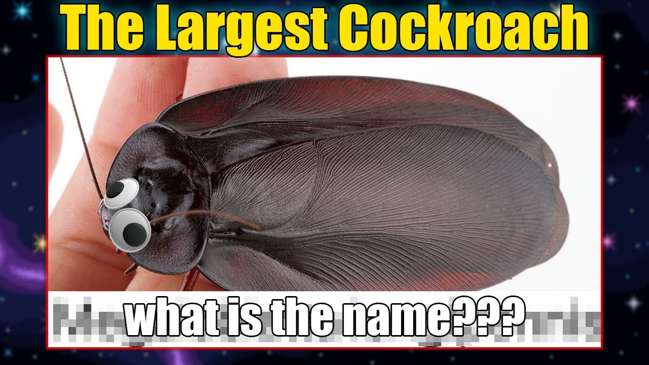 You Won't Believe What the Largest Cockroach Is Called! - YouTube