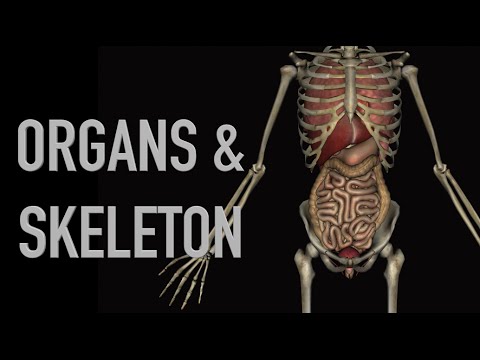 Human Organs & Skeleton - Black Background - YouTube