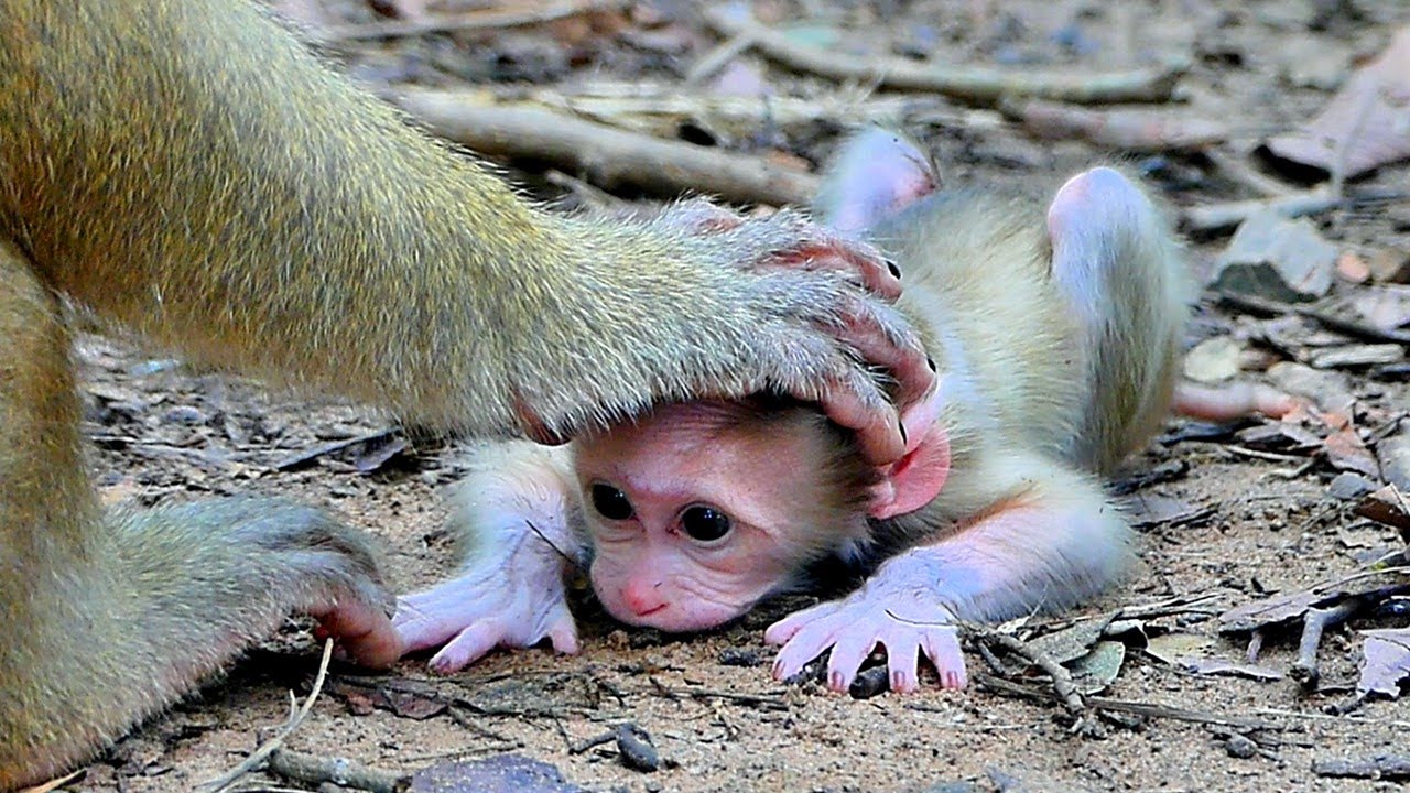 Styelife Nature Monkey cute Moneky - YouTube
