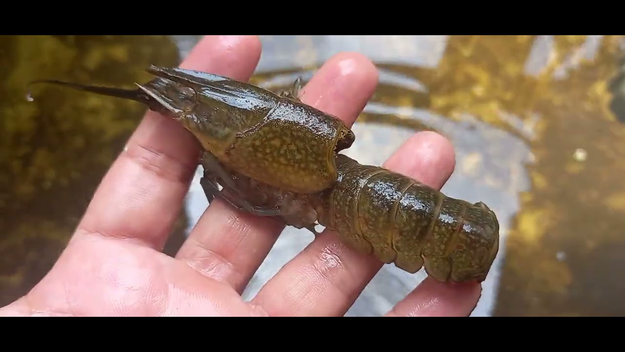Benefits of adding calcium into Crawfish pond. - YouTube