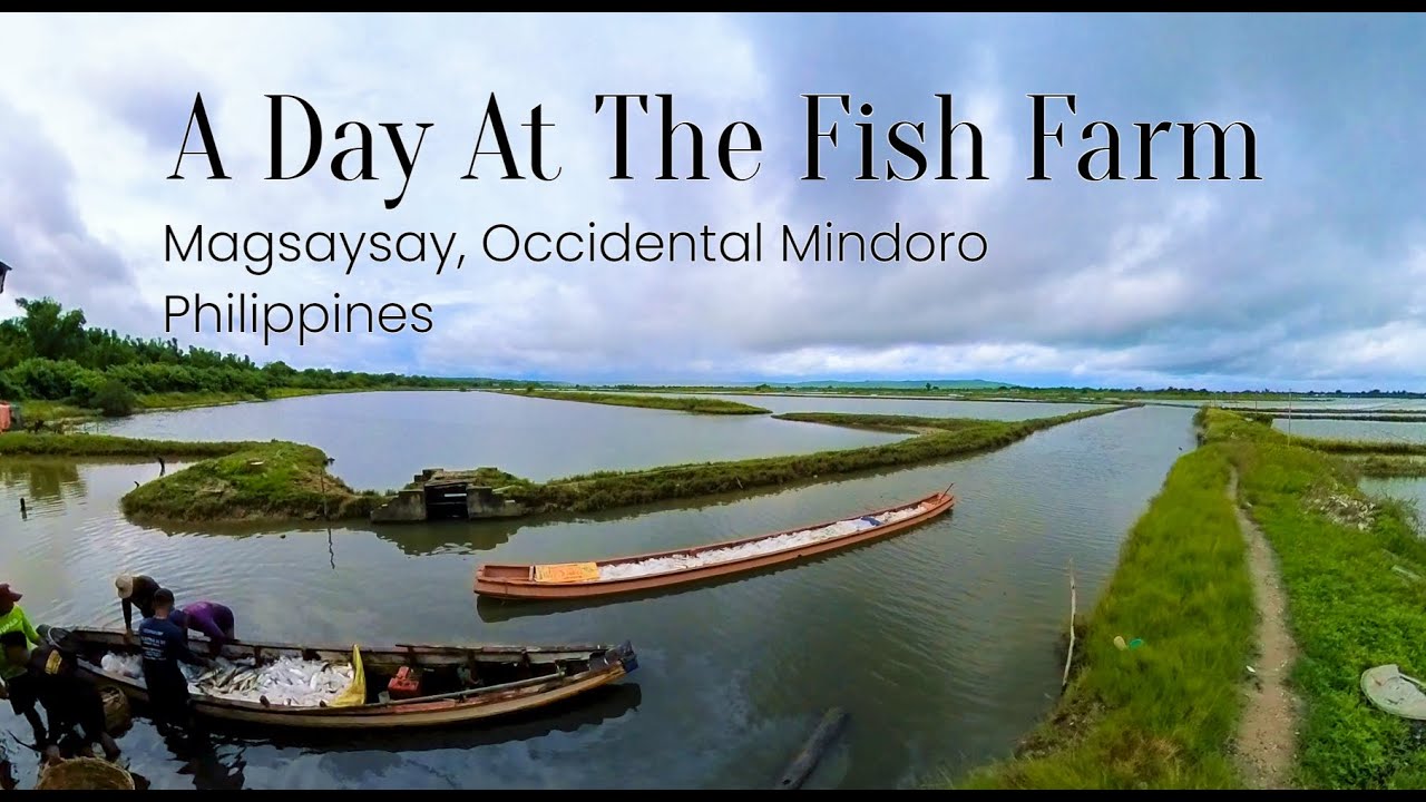 A Day On A Massive Fish Farm | Philippines - YouTube