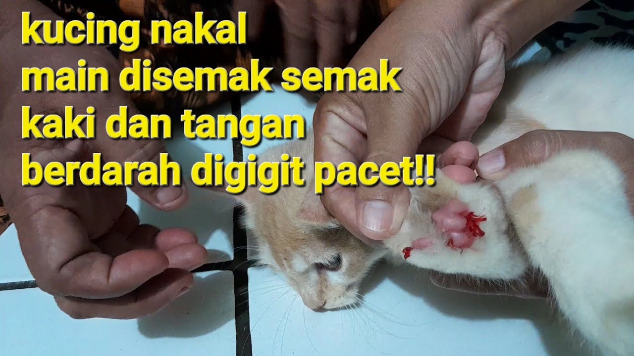 kucing kaki dan tangan nya berdarah gara gara digigit pacet!! - YouTube