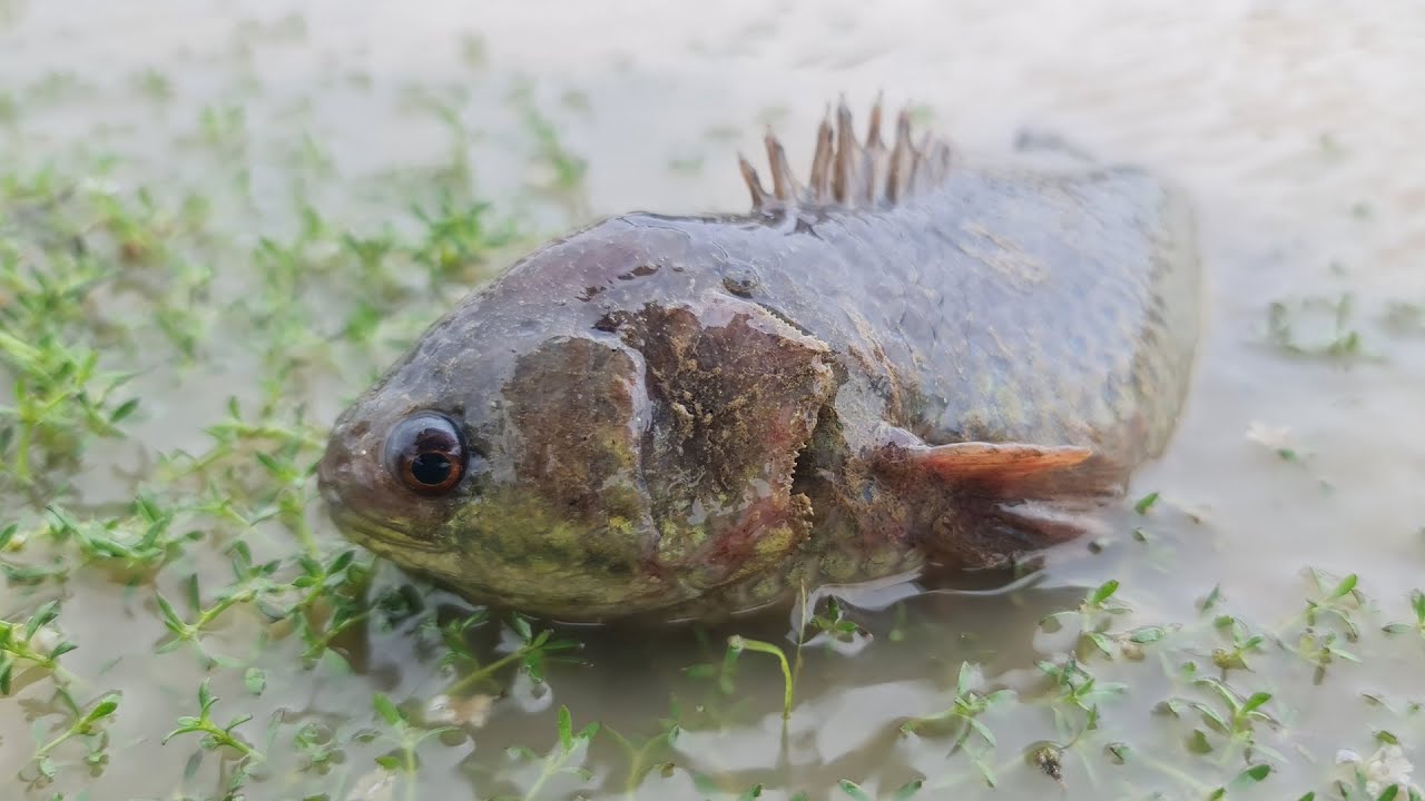 Fishing in Rainy Season: Catching Climbing Perch Fish & Catfish by Hand ...