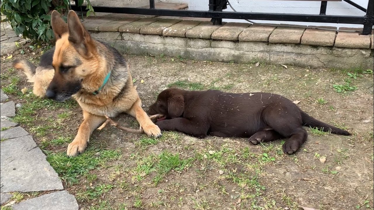 Two cute dogs are playing😍 - YouTube