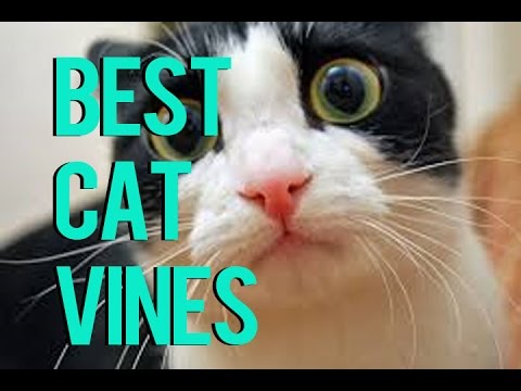 Best Cat Vines 2016 - YouTube