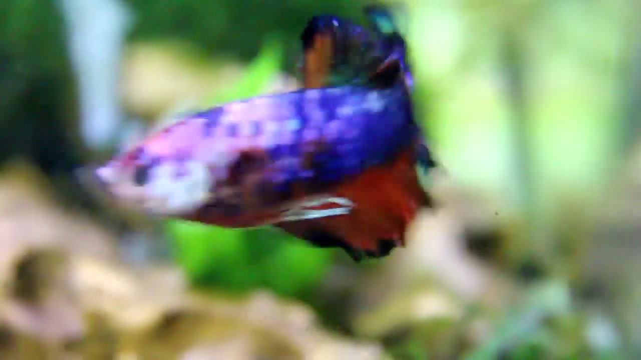 Betta Paludarium - YouTube