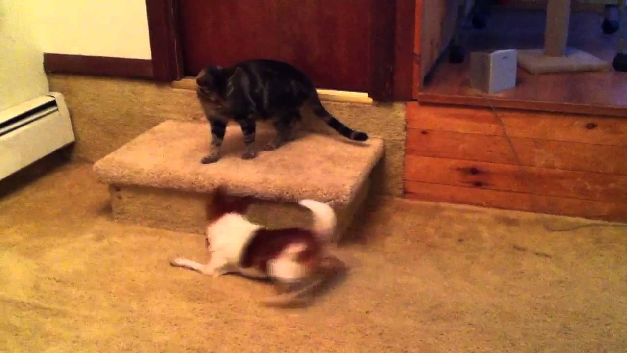 Silly Little Dog - YouTube