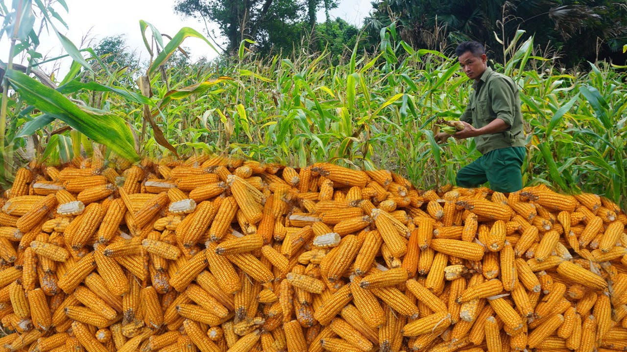 Harvest corn fields to feed cattle, garden and take care of cows ...