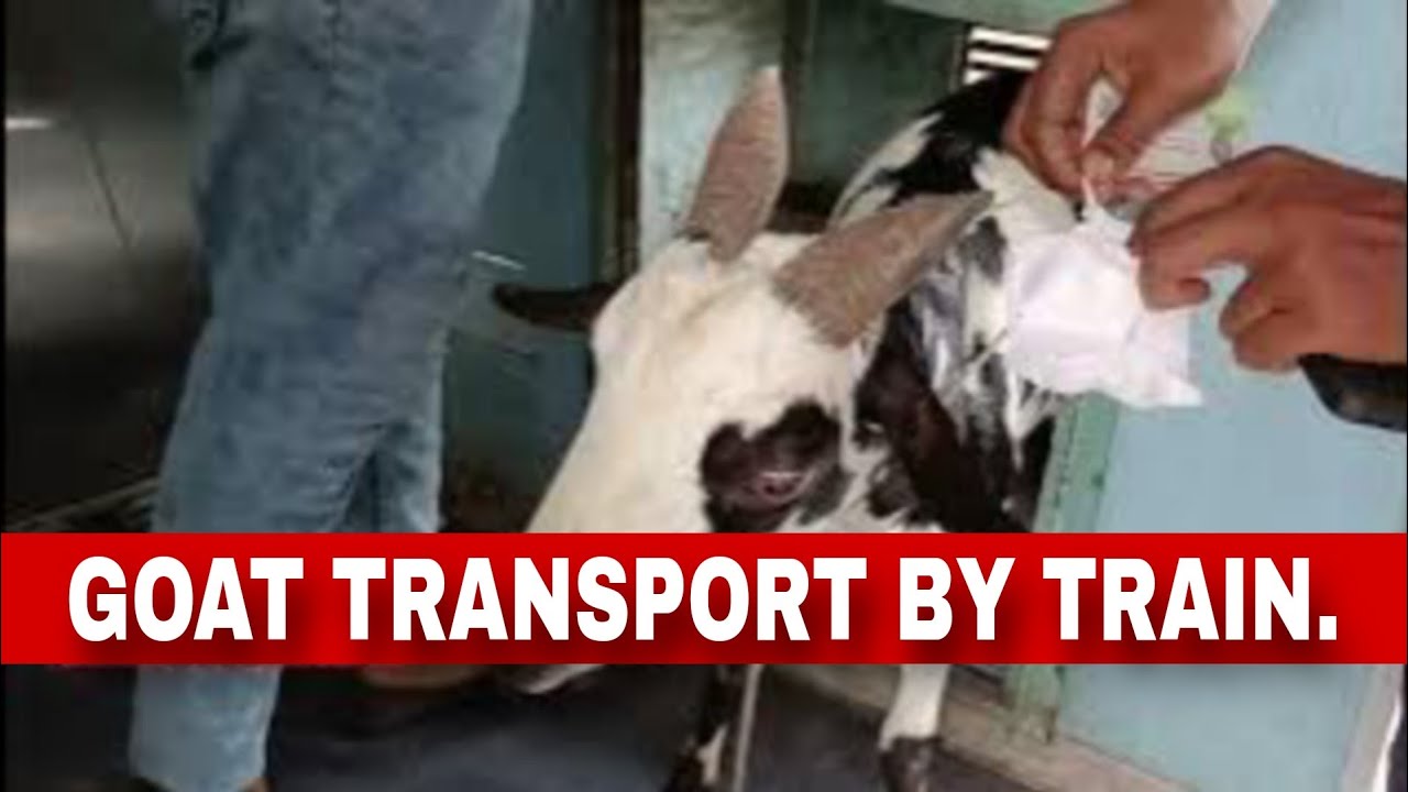 Agra To Asansol Goat Transportation | Asansol Railway Station - YouTube