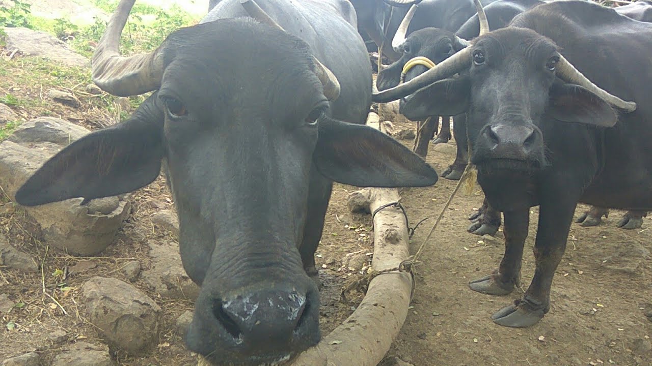 Kids Buffelo Videos | Kids Buffelo Video With Sound Without Music ...