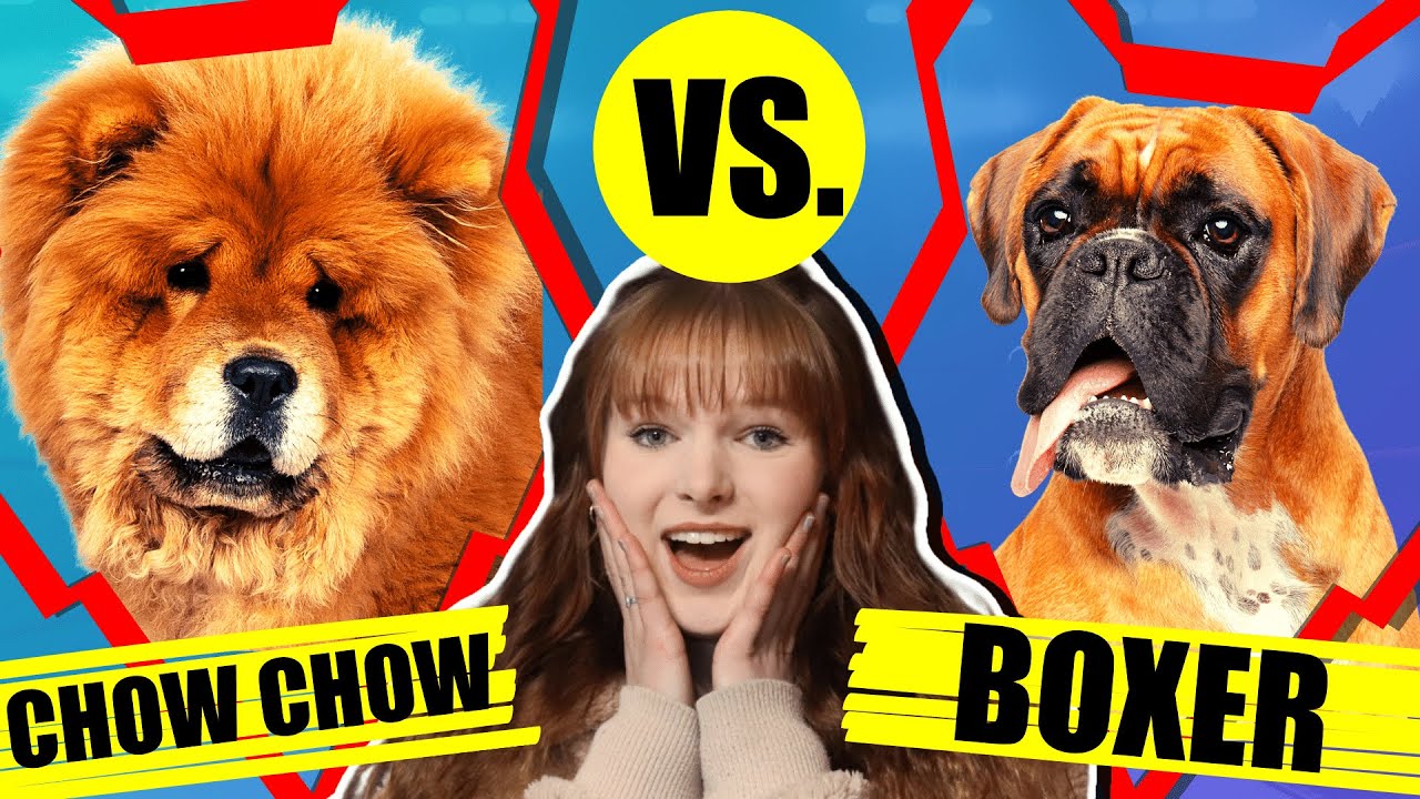 CHOW CHOW VS BOXER - YouTube