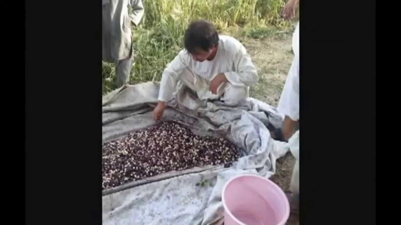 Afghan Mulberries (White + Red) کندهاری توت - YouTube
