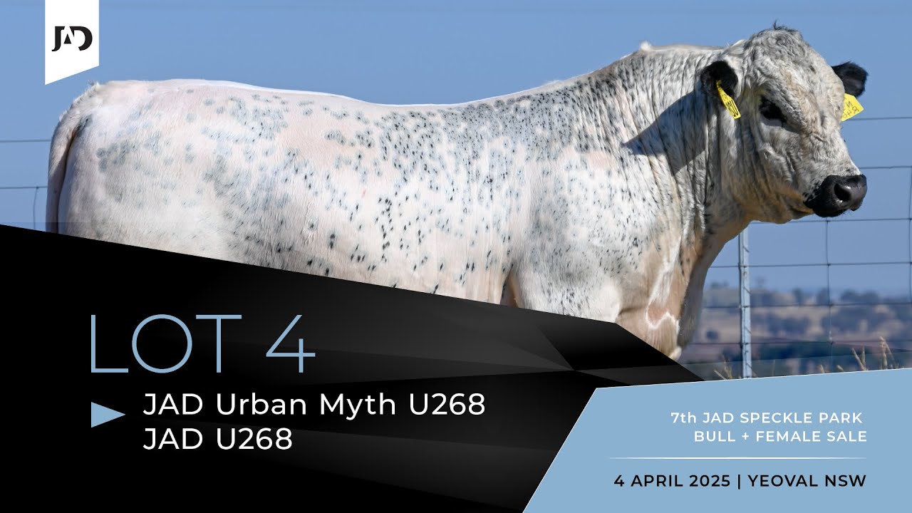 Lot 4: JAD Urban Myth U268 (JAD U268) - YouTube