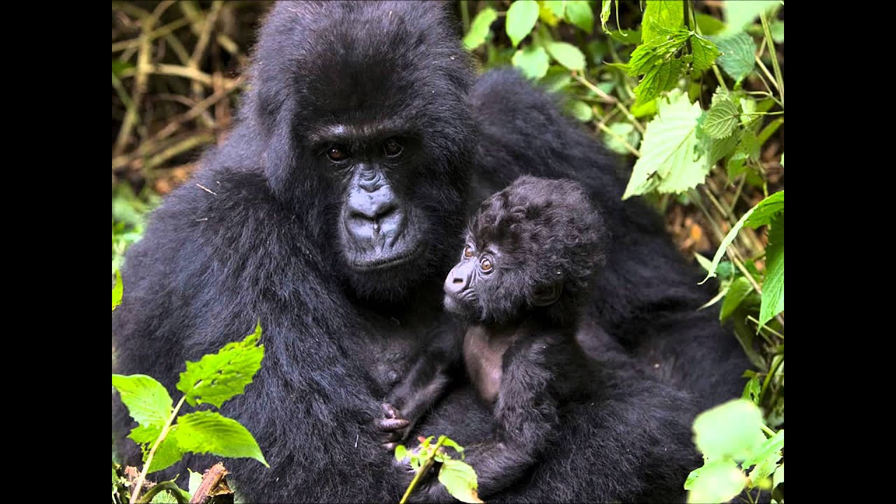 Saving our wildlife/ Mother Nature Call - YouTube