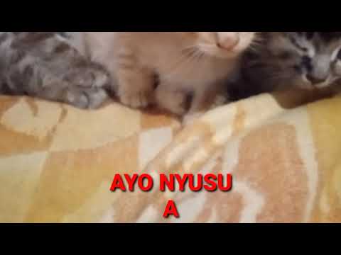 SAATNYA NYUSU ANAK KUCING😽😽😽