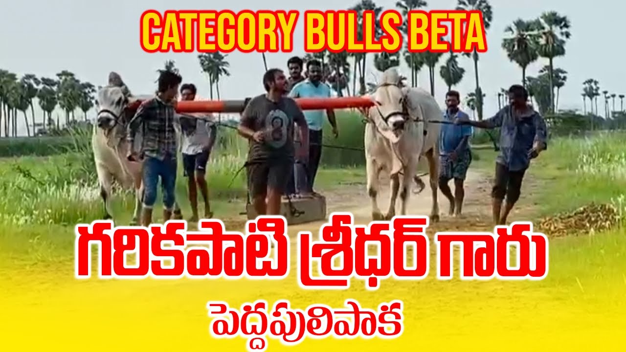గరికపాటి శ్రీధర్ గారి Category Bulls Beta | పెద్దపులిపాక | Bulls Of ...