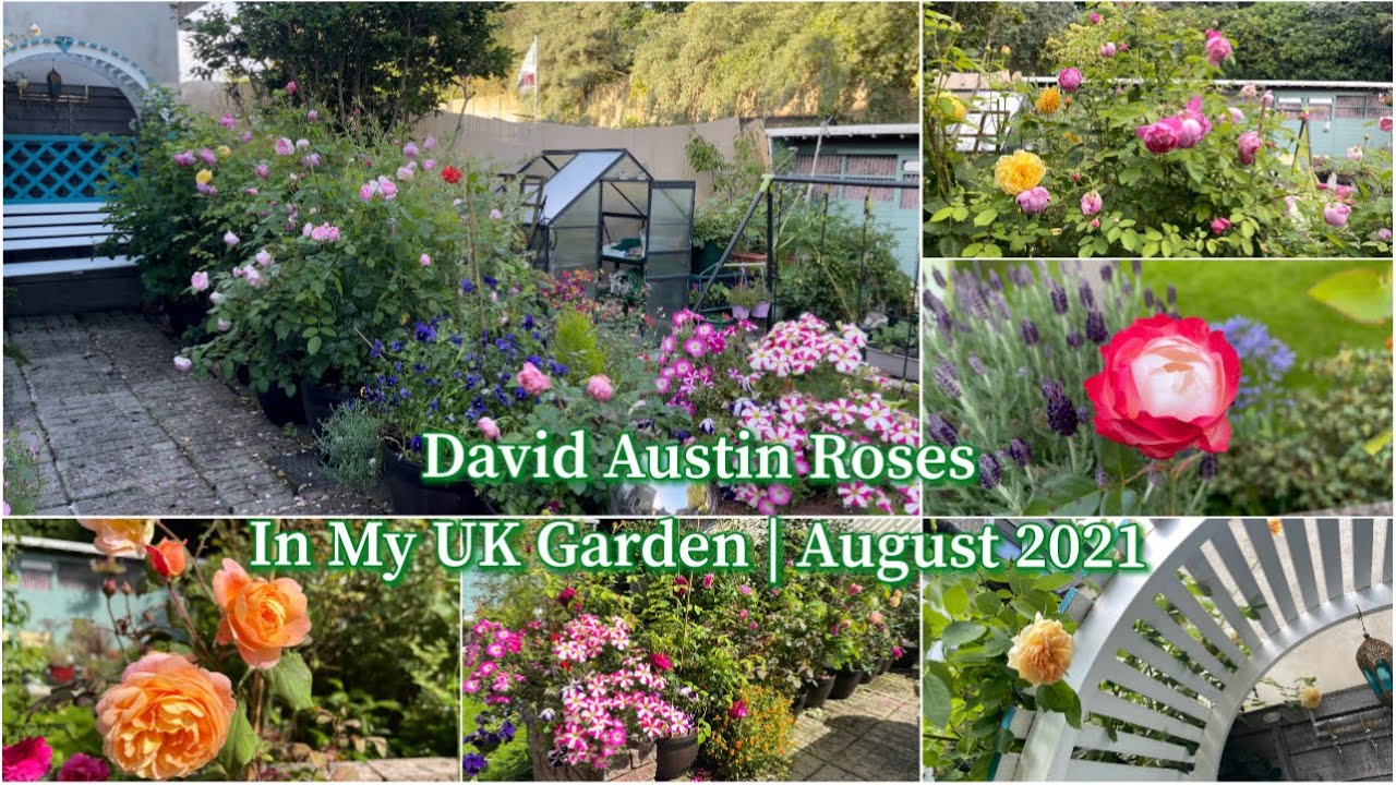 David Austin Uk