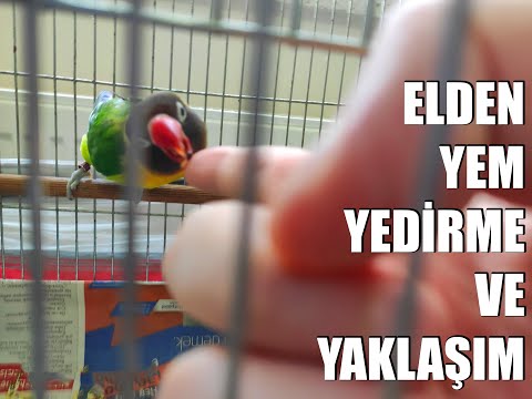 Cennet Papağanı Aldıktan Sonra İlk Nasıl Yaklaşılır