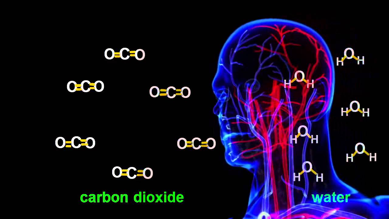 Chemistry Tutorial: Cellular Respiration Chemical Equation - YouTube