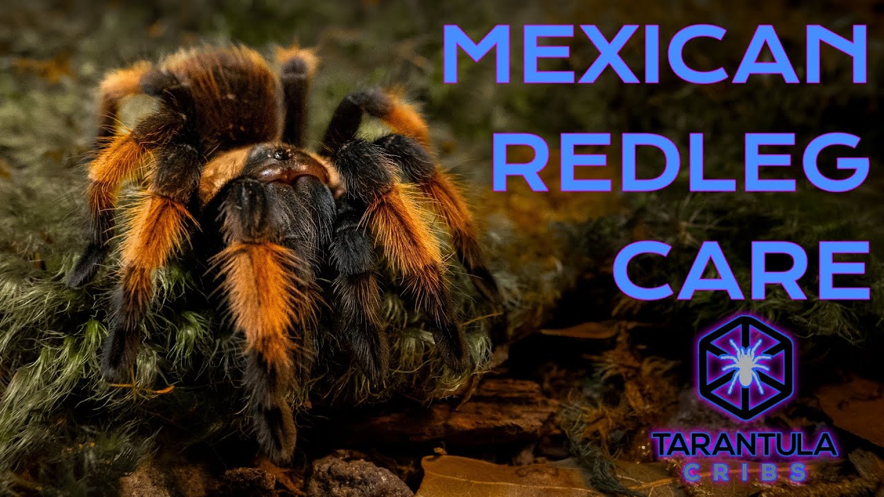 Best Beginner Tarantula? Mexican Red Leg Tarantula | Brachypelma emilia Care Guide - YouTube