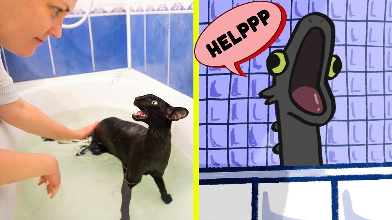Cat Memes 😁 Toothless Dancing Meme [NEW VARIATIONS] 😸🐶 Funniest Cats ...