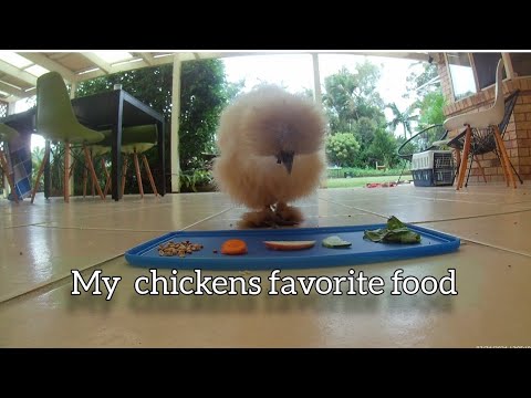 my chickens favorite food - YouTube
