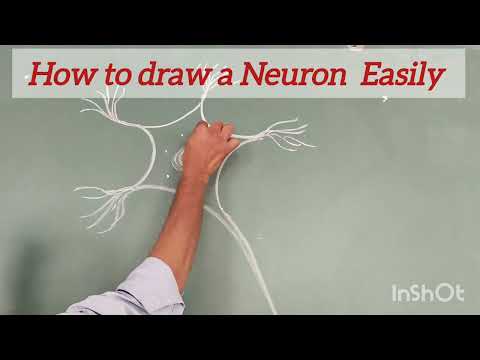 How to draw a Neuron Easily..... - YouTube