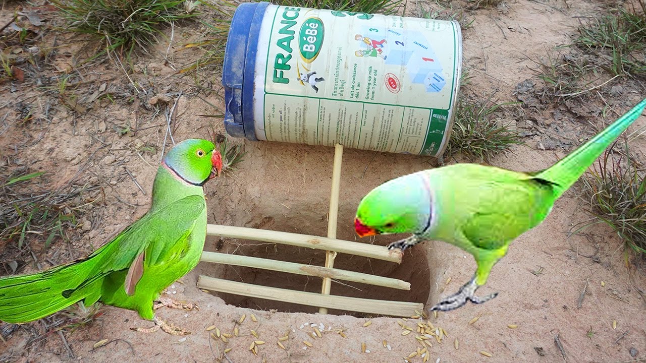 Parrot Trap Using Mild Bottle & Wood / How To Parrot Trapping - YouTube