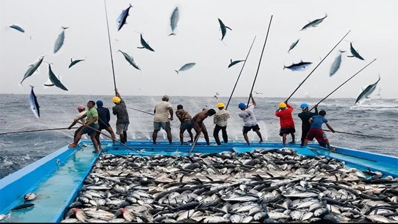 American fishermen earn billions of dollars from bluefin tuna fishing ...