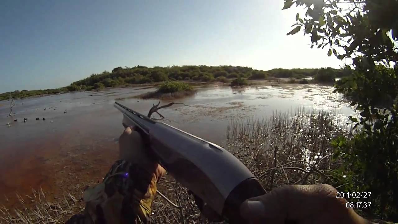 Ducks Hunting Sisal Yucatan - YouTube