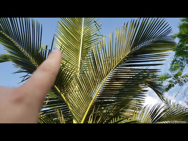 Alexander Palm Single