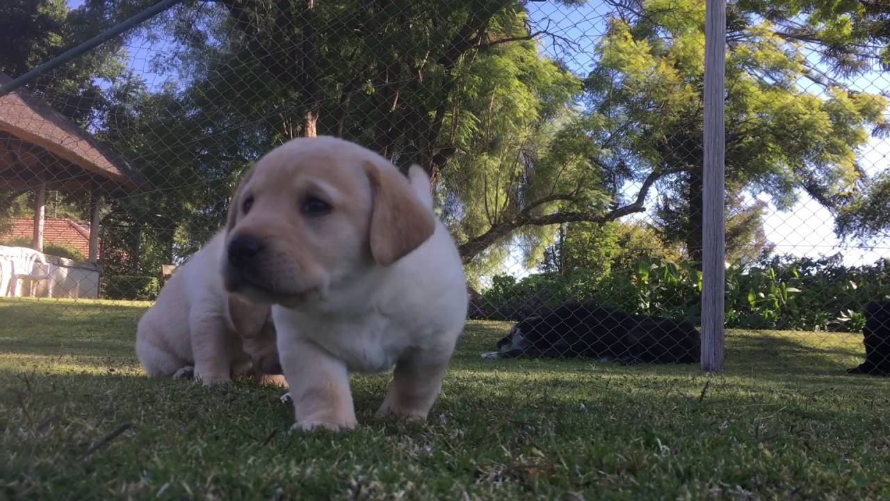 5-week-old Labrador puppies - YouTube