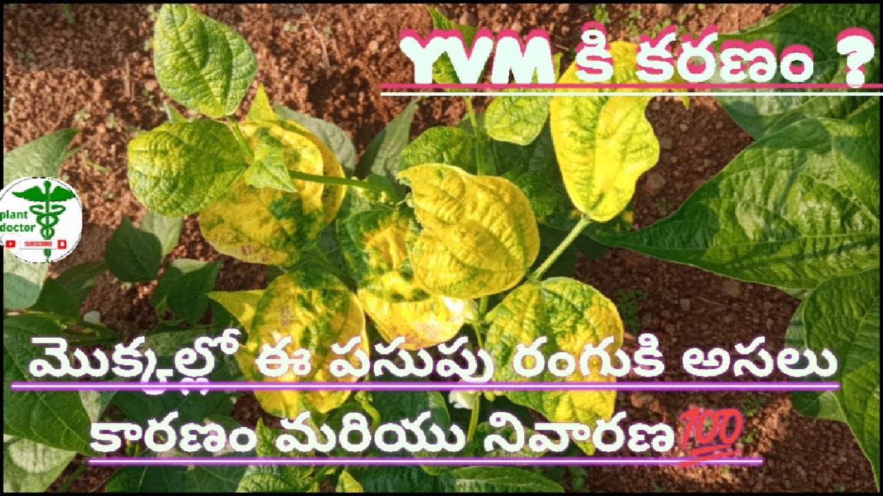🍁🍃🍀పెసర /మినుము/చిక్కుడు pasupu rogam nivarana #mossaic/chikkudu pasupu ...