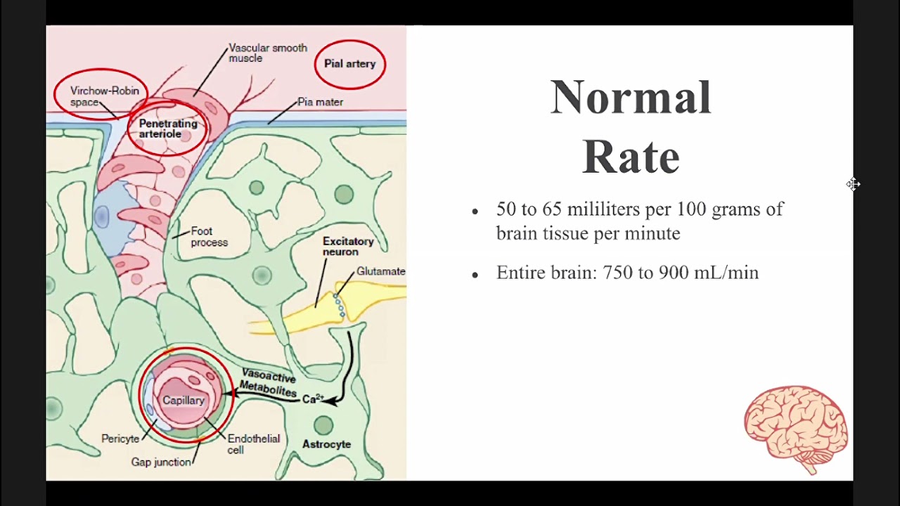 Cerebral Blood Flow, Cerebrospinal Fluid, and Brain Metabolism - YouTube