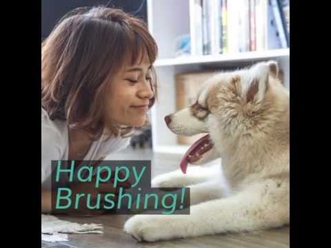 Pauley's Pups - Brushing Teeth