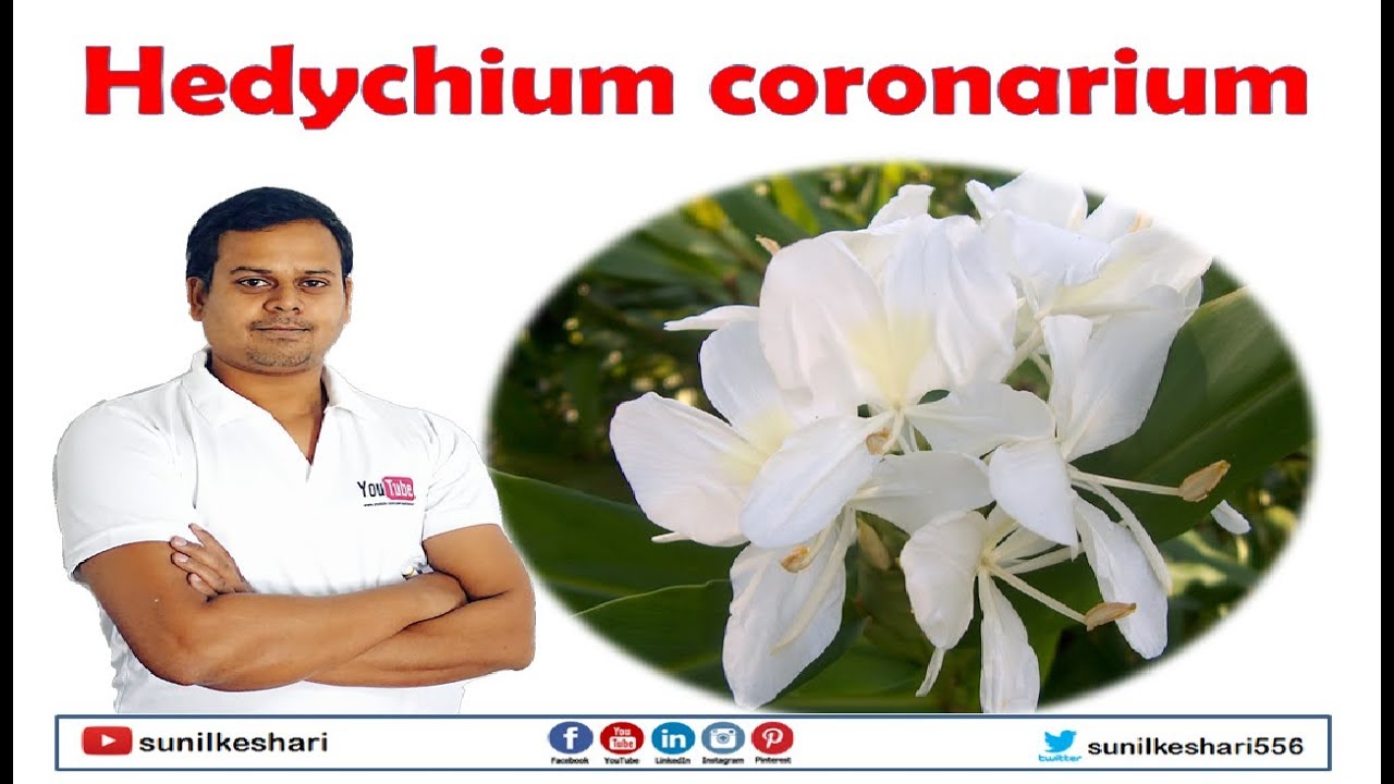Gulbakawali plant | Hedychium coronarium | white ginger lily | white ...
