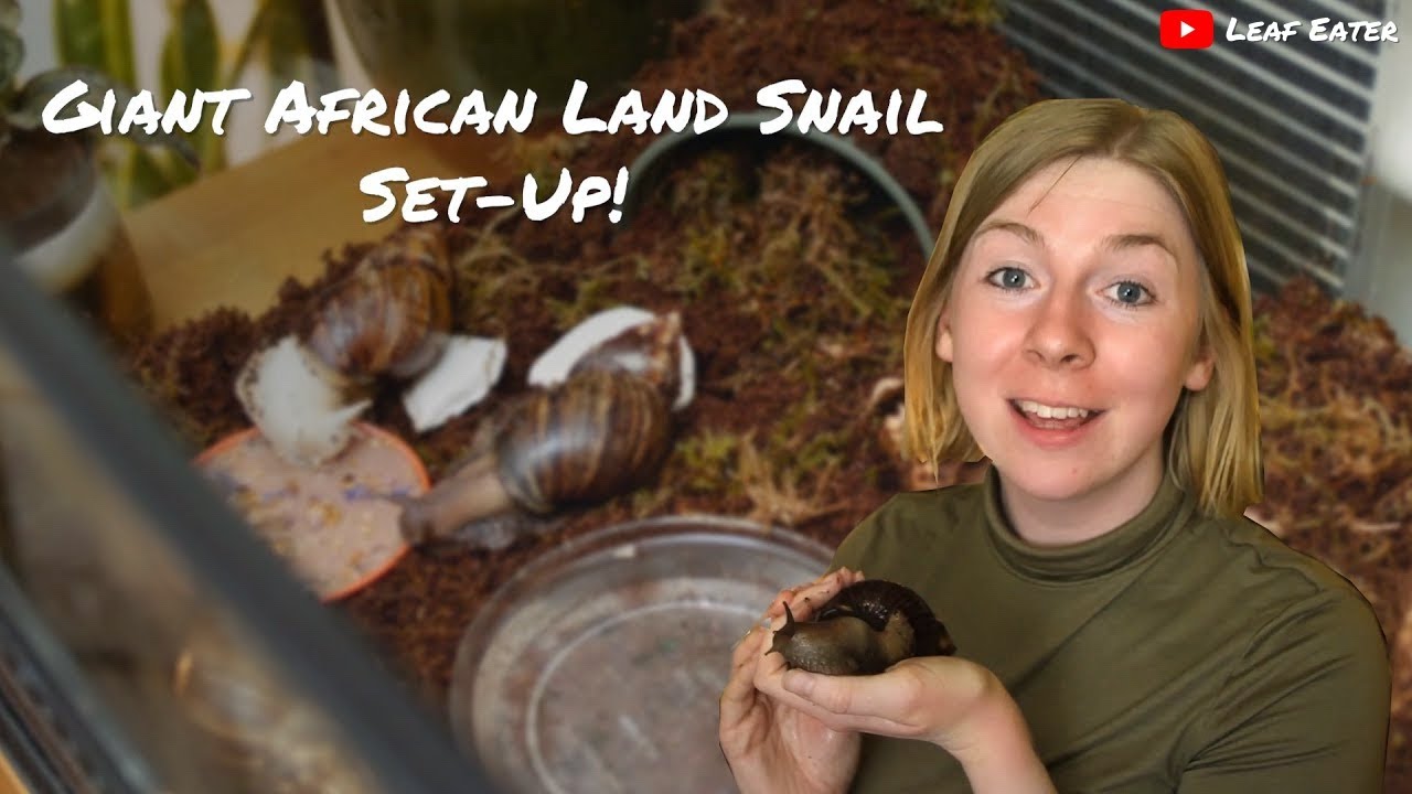 Giant African Land Snail Set-Up! || Leaf Eater - YouTube