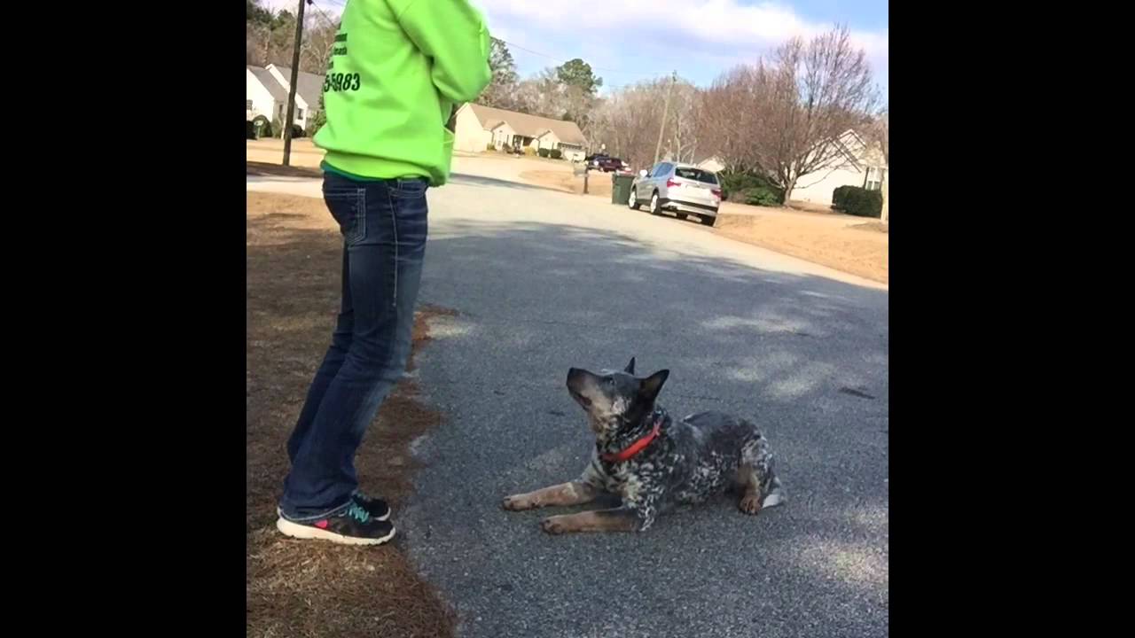 Working Australian cattle dog - YouTube