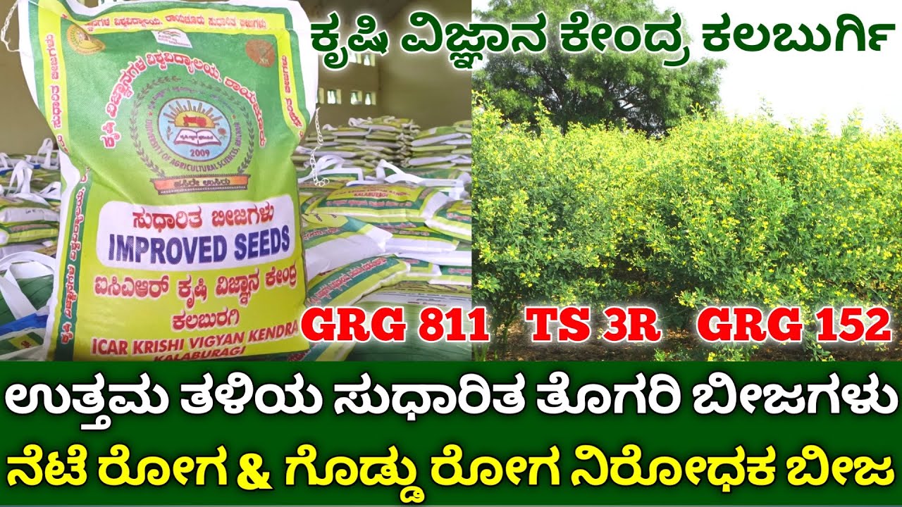 ಉತ್ತಮ ತಳಿಯ ಸುಧಾರಿತ ತೊಗರಿ ಬೀಜಗಳು | ನೆಟೆ & ಗೊಡ್ಡು ರೋಗ ನಿರೋಧಕ | best red ...