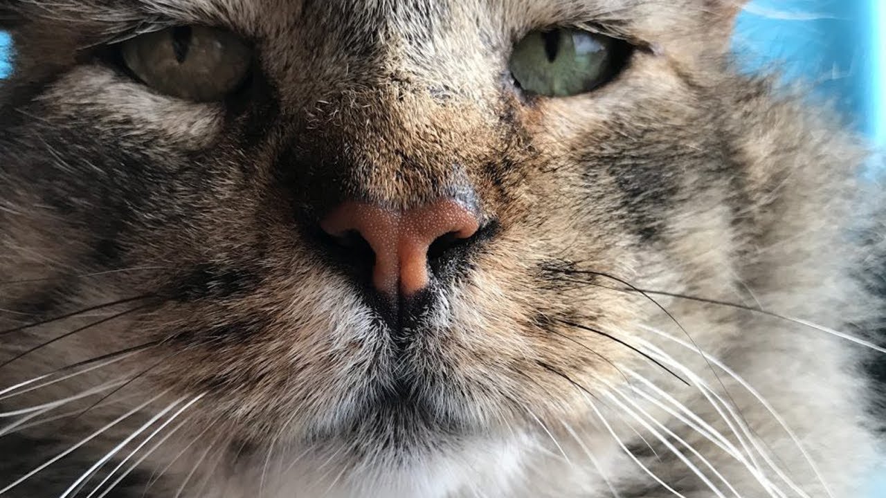 Meet Mr B, The Handsome Former Street Cat With FIV Who Found The ...