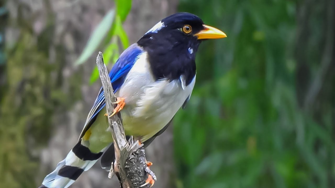 Yellow-Billed Blue Magpie🌿 l Manali l Nikon CoolpixP950#shortvideo#bird ...