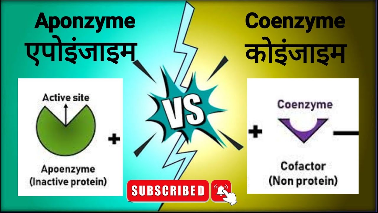Difference between Apoenzyme and Coenzyme - YouTube