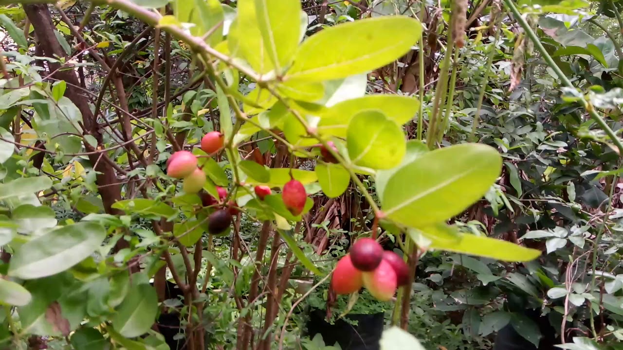 Vokkaya tree - YouTube