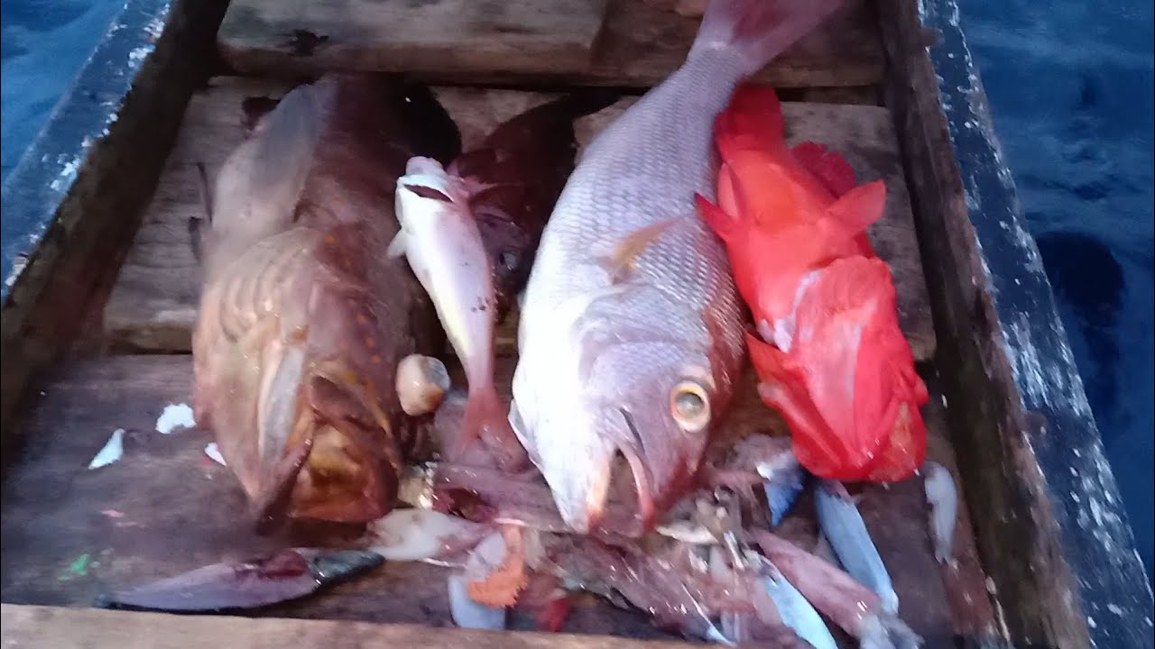 Hasil Sore — Kerapu - Kurisi Merah & Ikan Kerapu Merah || Spot Belanda ...