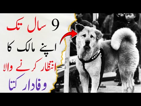 Sad Story of Hachiko || Dog Who Waited 9 Years for His Owner || Reality ...