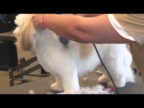 How to Use Clippers when Grooming a Shaggy-Haired Dog : Dog Grooming