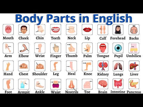 Body Parts | Body Parts for Beginners | Learn Body Parts in English